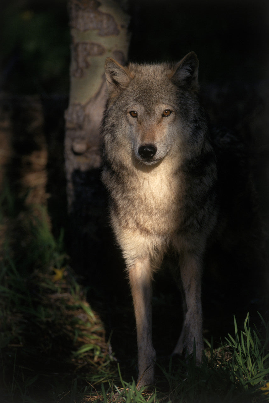 Wildlife - Ken Jenkins Photography