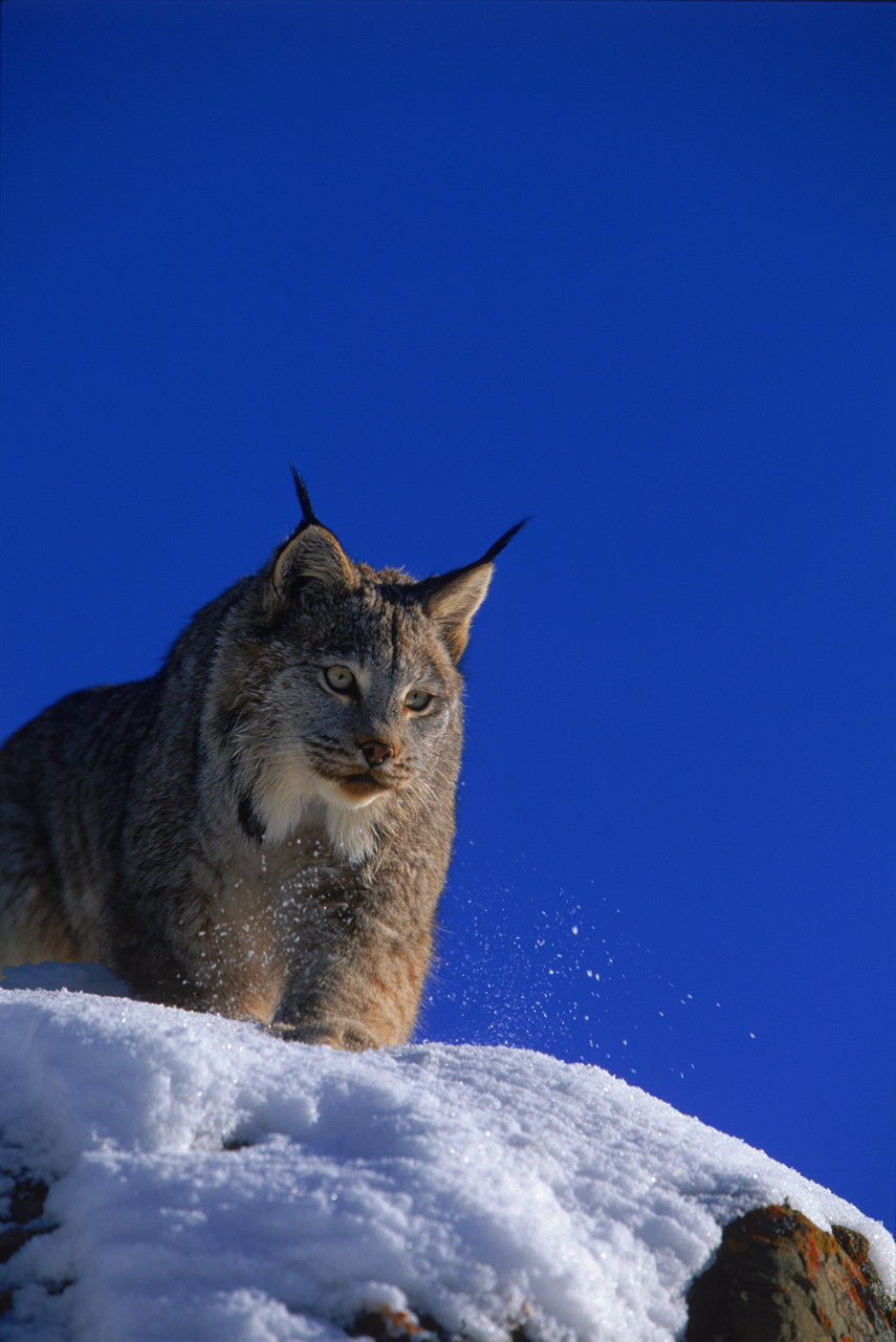 Wildlife - Ken Jenkins Photography