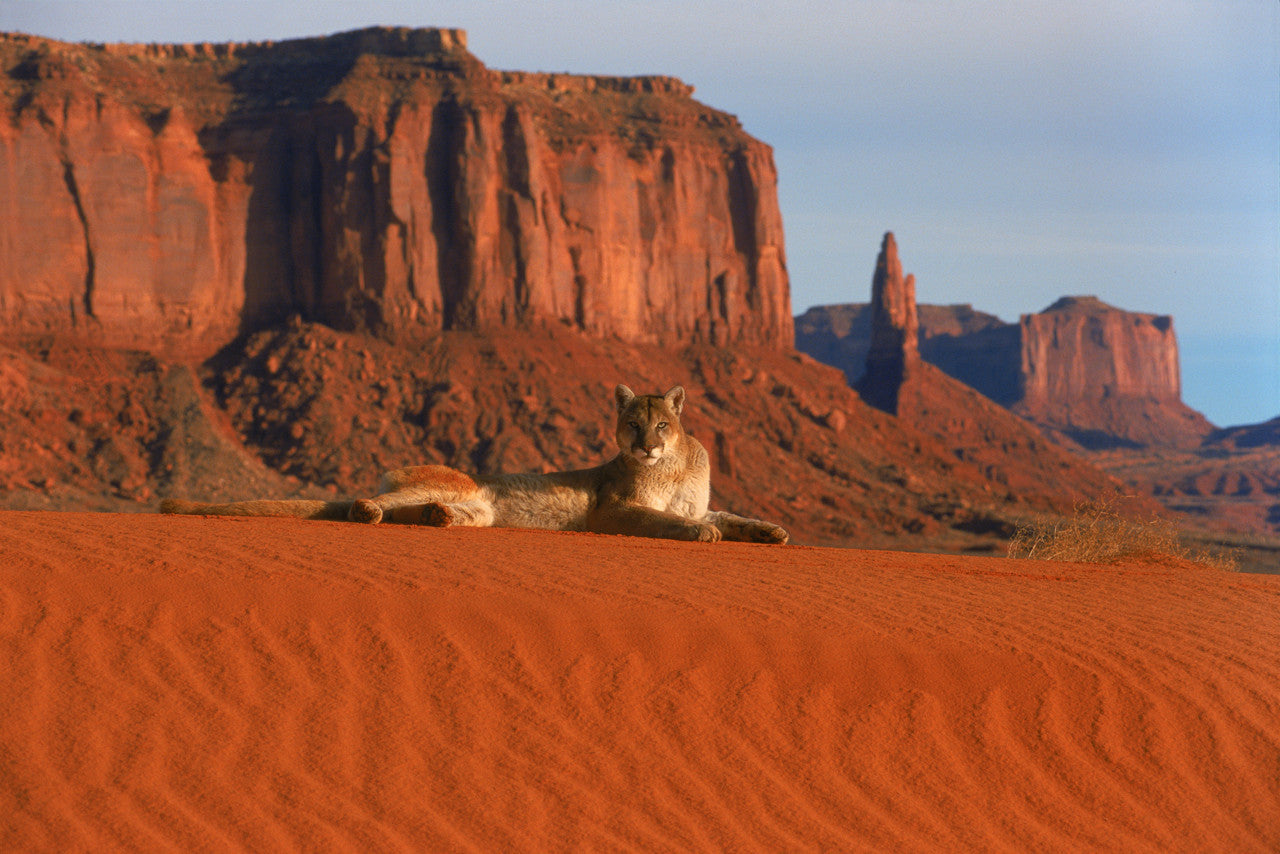 Wildlife - Ken Jenkins Photography